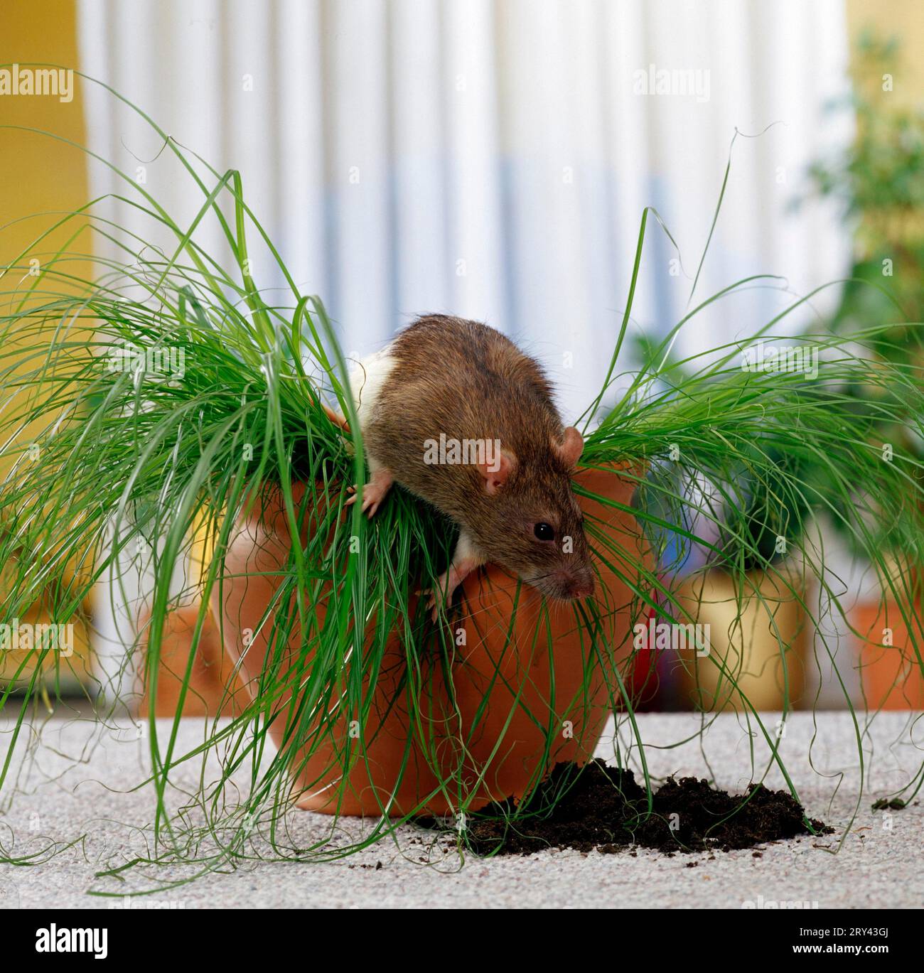 Fancy flower pot hi-res stock photography and images - Alamy