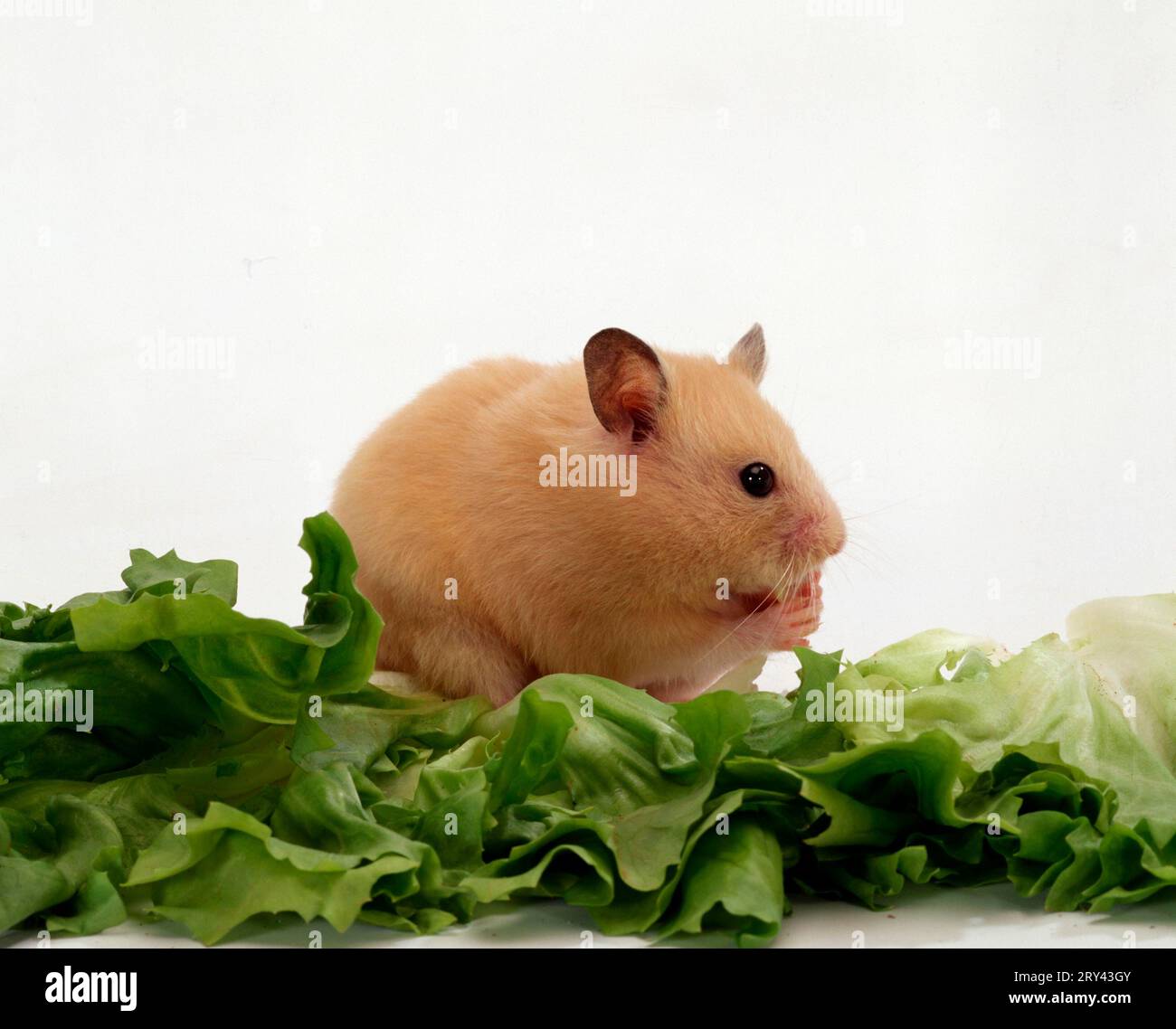Golden syrian hamster studio shot hi-res stock photography and images ...