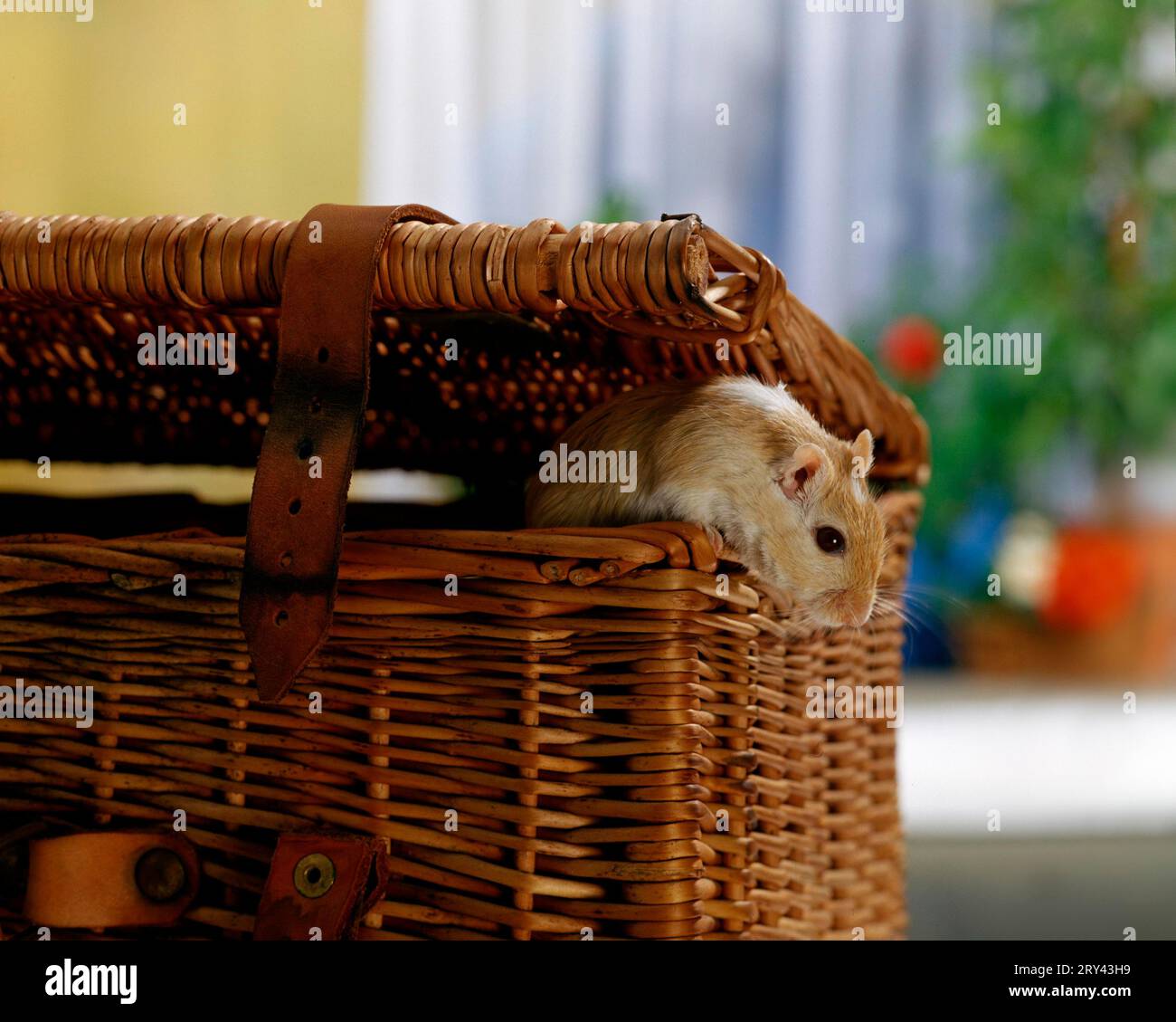 Gerbil looking out of basket, mongolian gerbil (Meriones unguiculatus ...