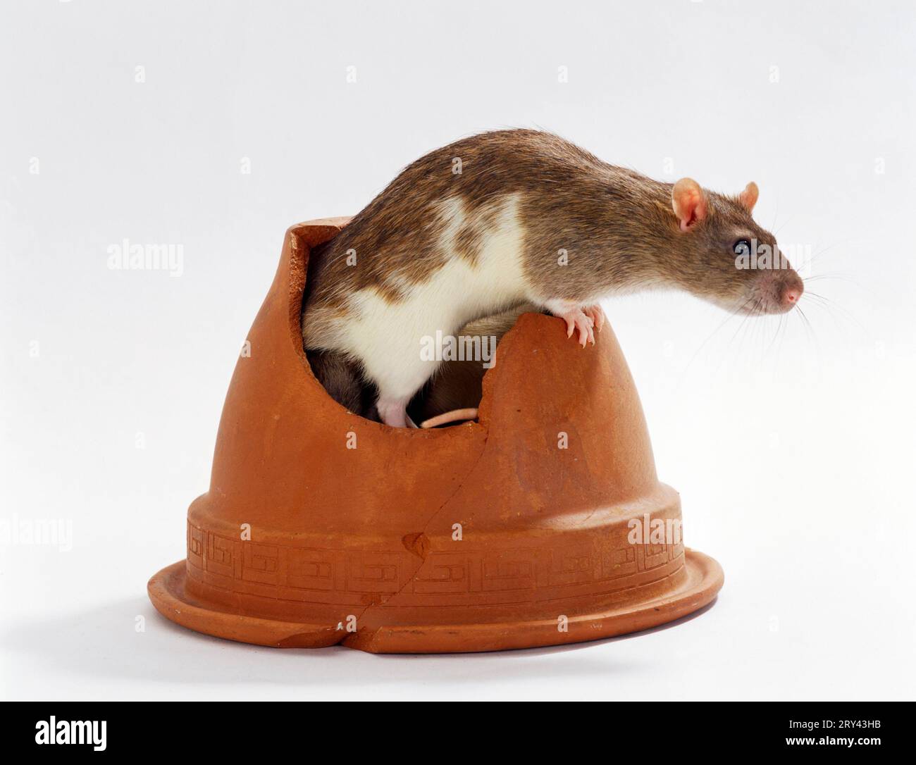 Domestic Rat, Colour Rat, Indoor, Studio Stock Photo - Alamy