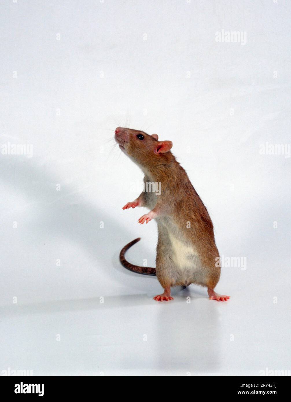 Rat woman hi-res stock photography and images - Alamy
