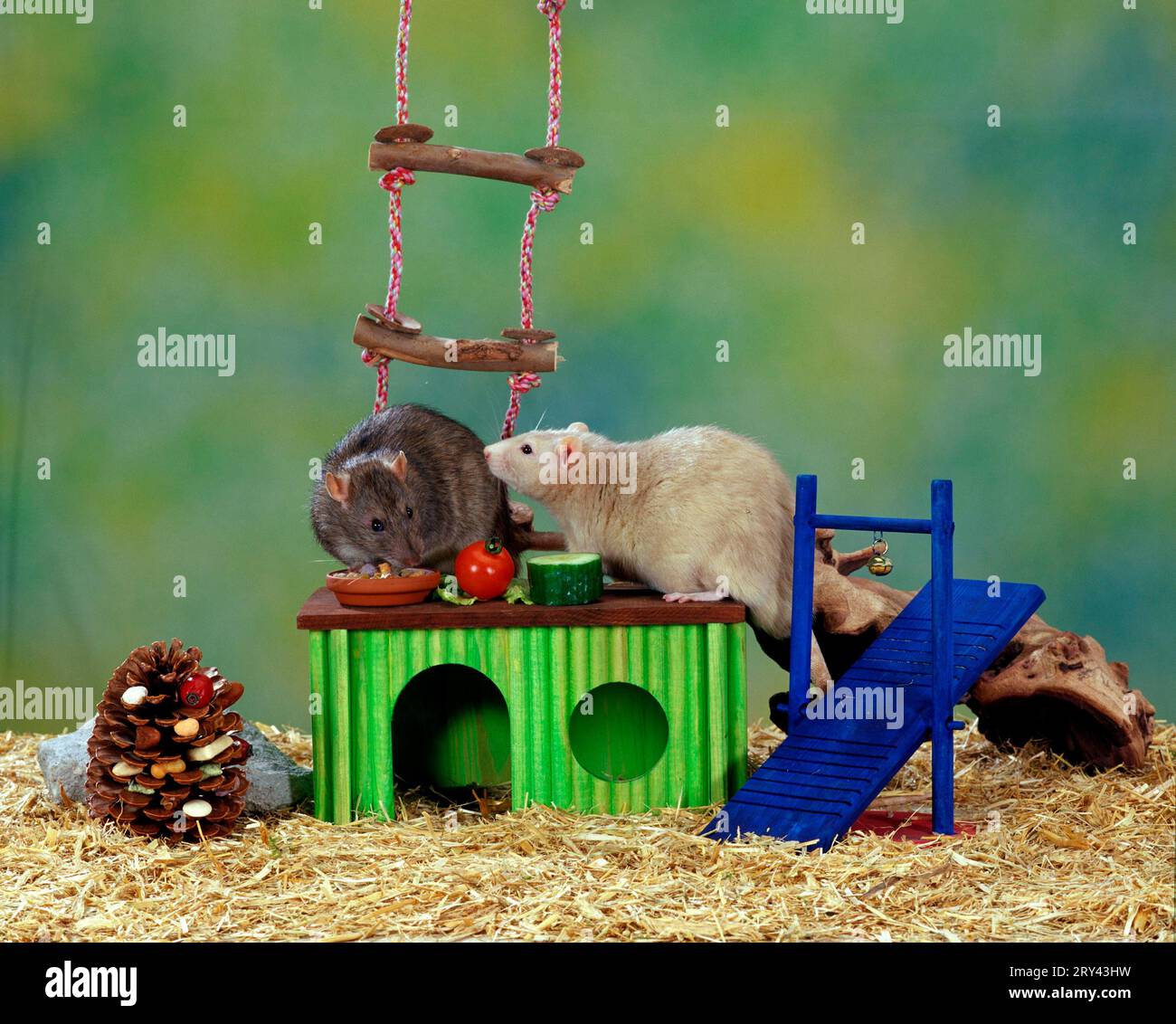 Colour rats with food and toys Stock Photo - Alamy