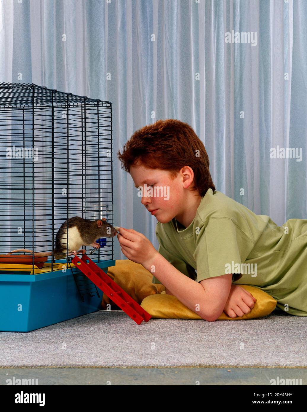 Boy with colour rat, cage Stock Photo - Alamy