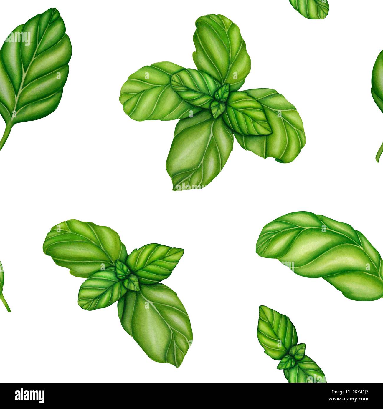 Basil drawing seamless pattern. Isolated plant with leaves background ...
