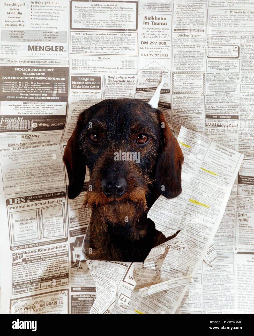 Animals with newspaper hi-res stock photography and images - Alamy