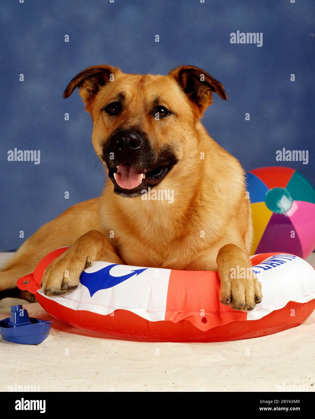 Mixed Breed Dog with swimming belt, mammals, mammals, animals, domestic ...