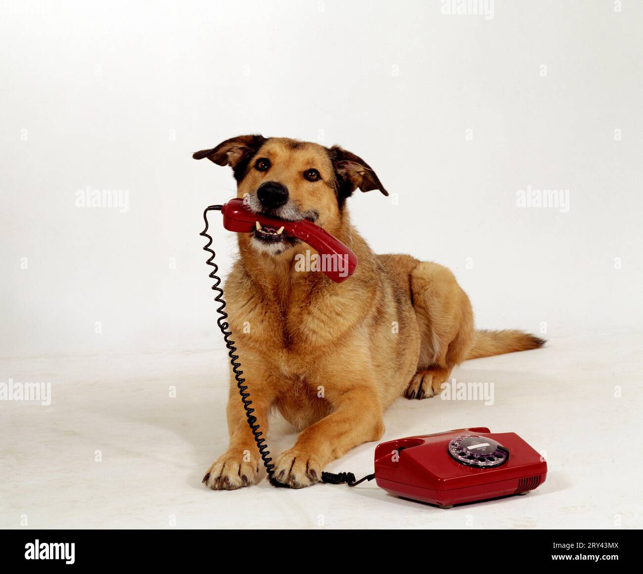 Mixed Breed Dog with telephone, mixed breed dog with telephone receiver ...
