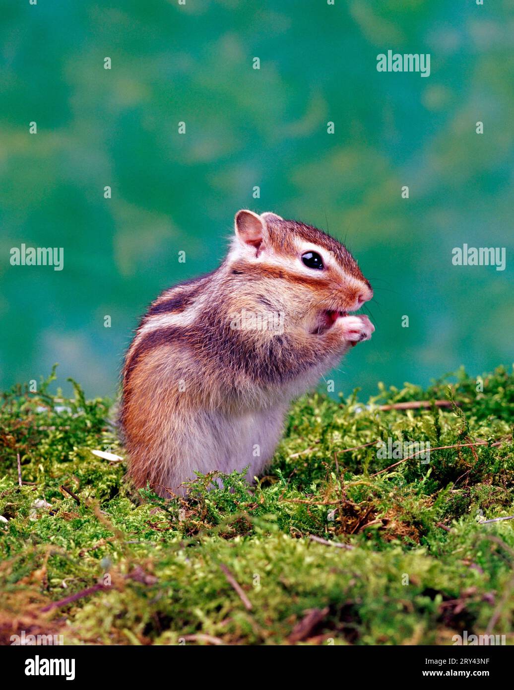 Siberian Chipmunk (Eutamias sibiricus), Siberian Chipmunk, Eastern ...