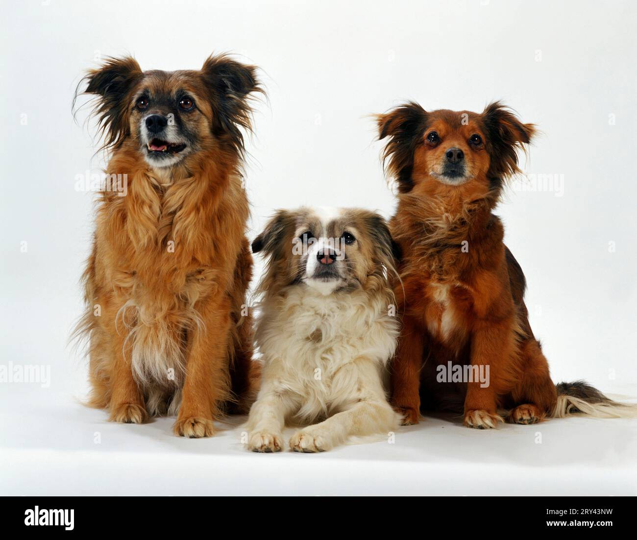 Mixed breed dog three adult dogs hi-res stock photography and images ...