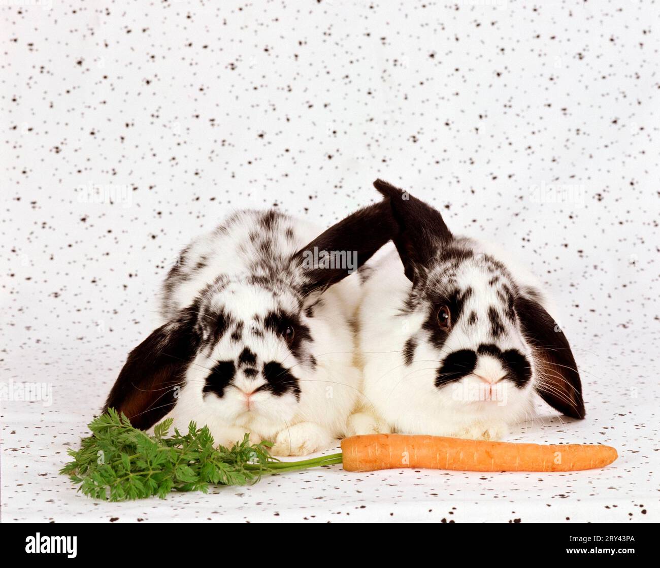 Two rabbits at carrot hi-res stock photography and images - Alamy