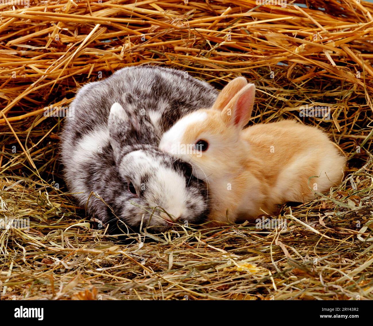 Dwarf Rabbit with young, Dwarf rabbit with young, Rabbit, indoor Stock ...
