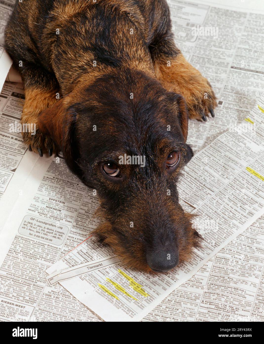 Wirehaired Dachshund on magazine, Wirehaired Dachshund on advertising ...