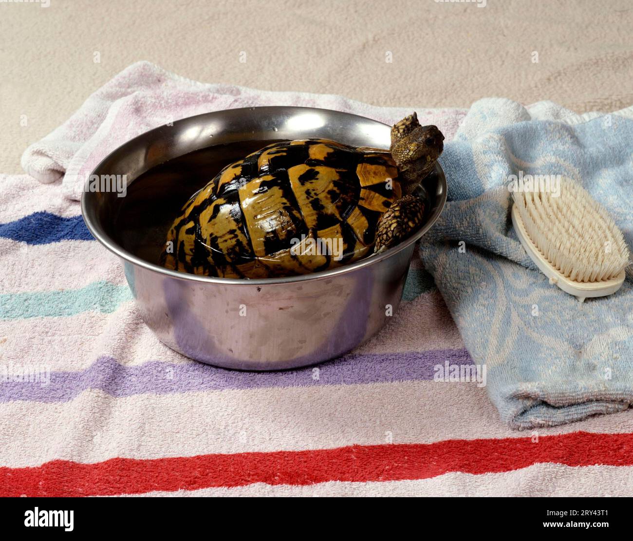 Greek Tortoise in bowl of water, Greek tortoise in water bowl, hermann ...