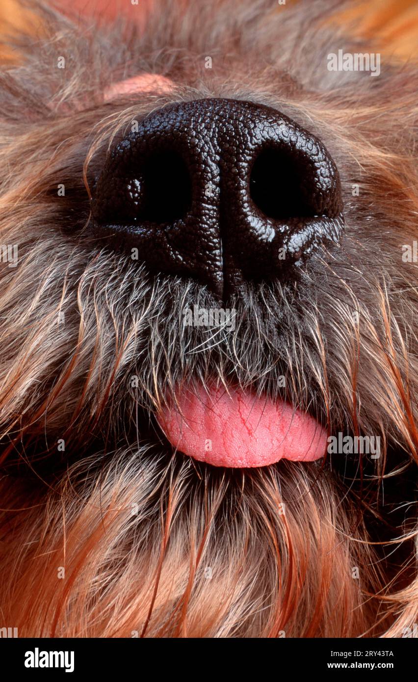 Nose dog macro photography hi-res stock photography and images - Alamy
