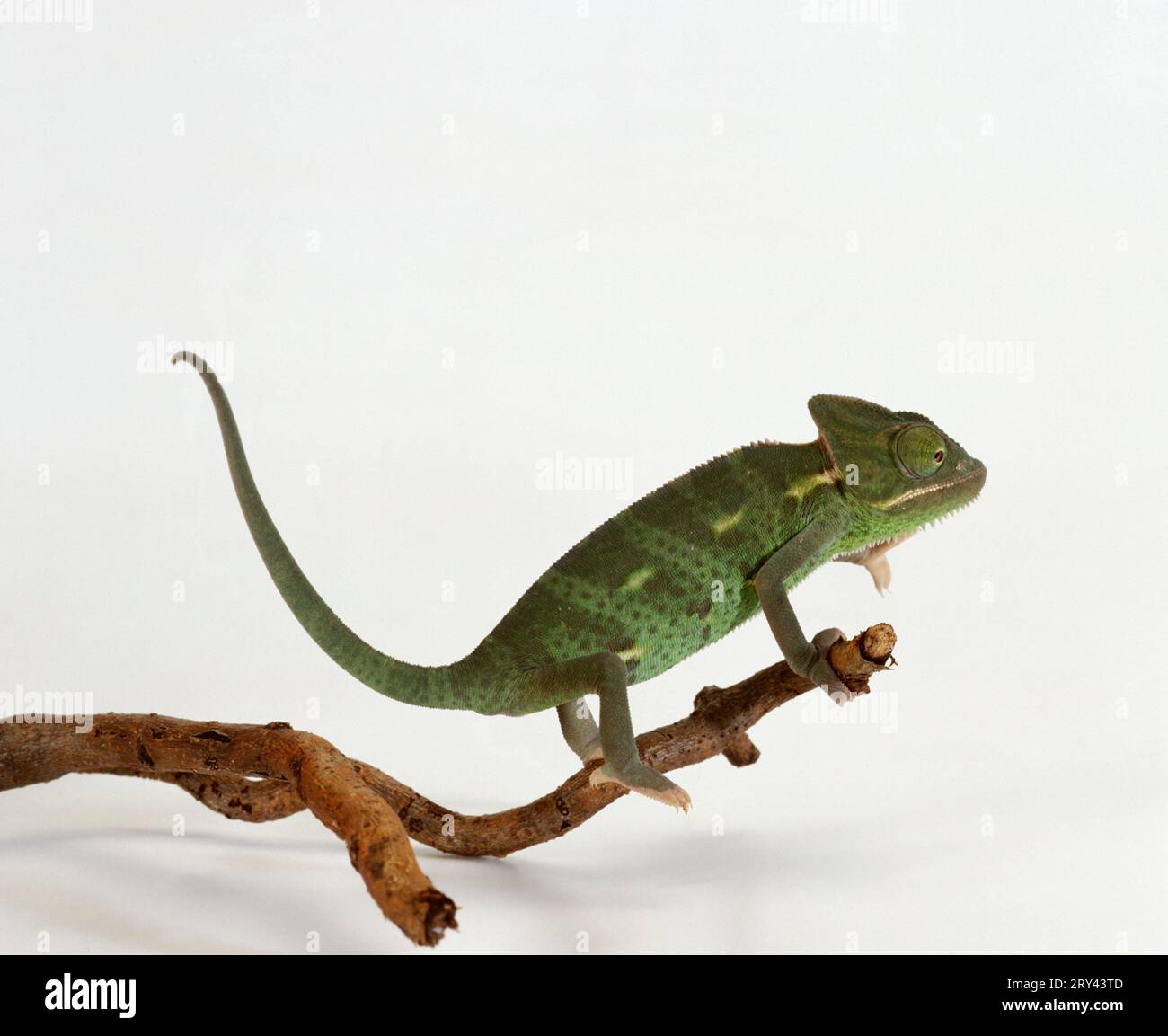 Chamaeleo montium hi-res stock photography and images - Alamy