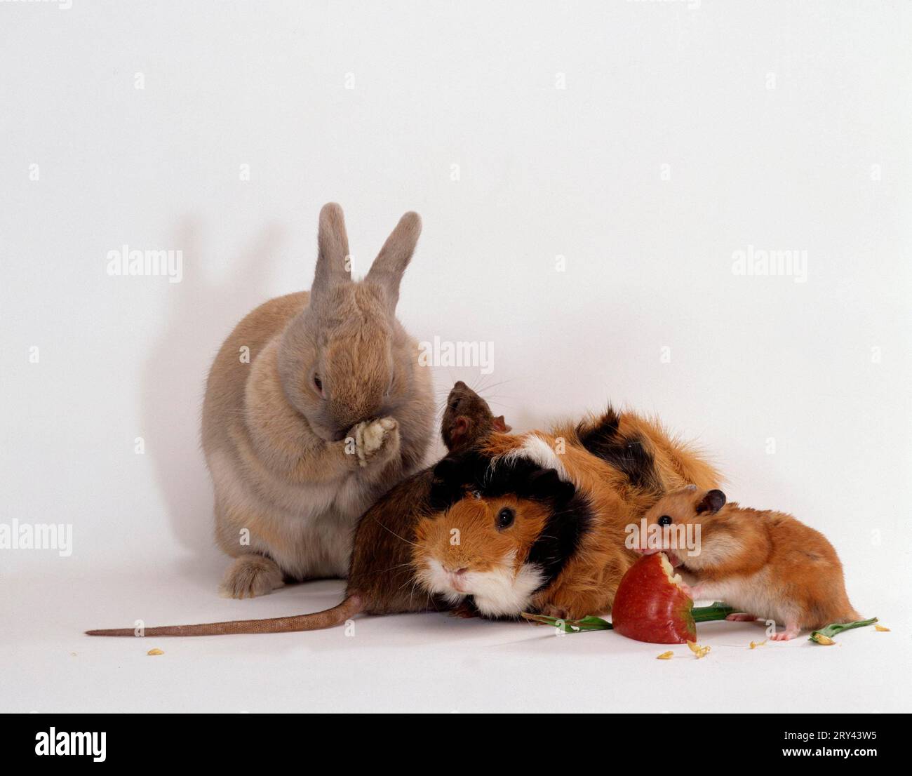 Rabbit, Rat, Guinea Pig Pig and Golden Hamster, domestic rabbit ...