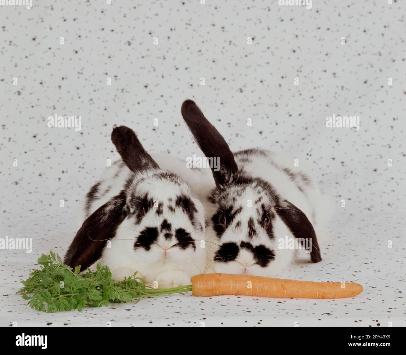 Limp-eared rabbit with carrot Stock Photo - Alamy