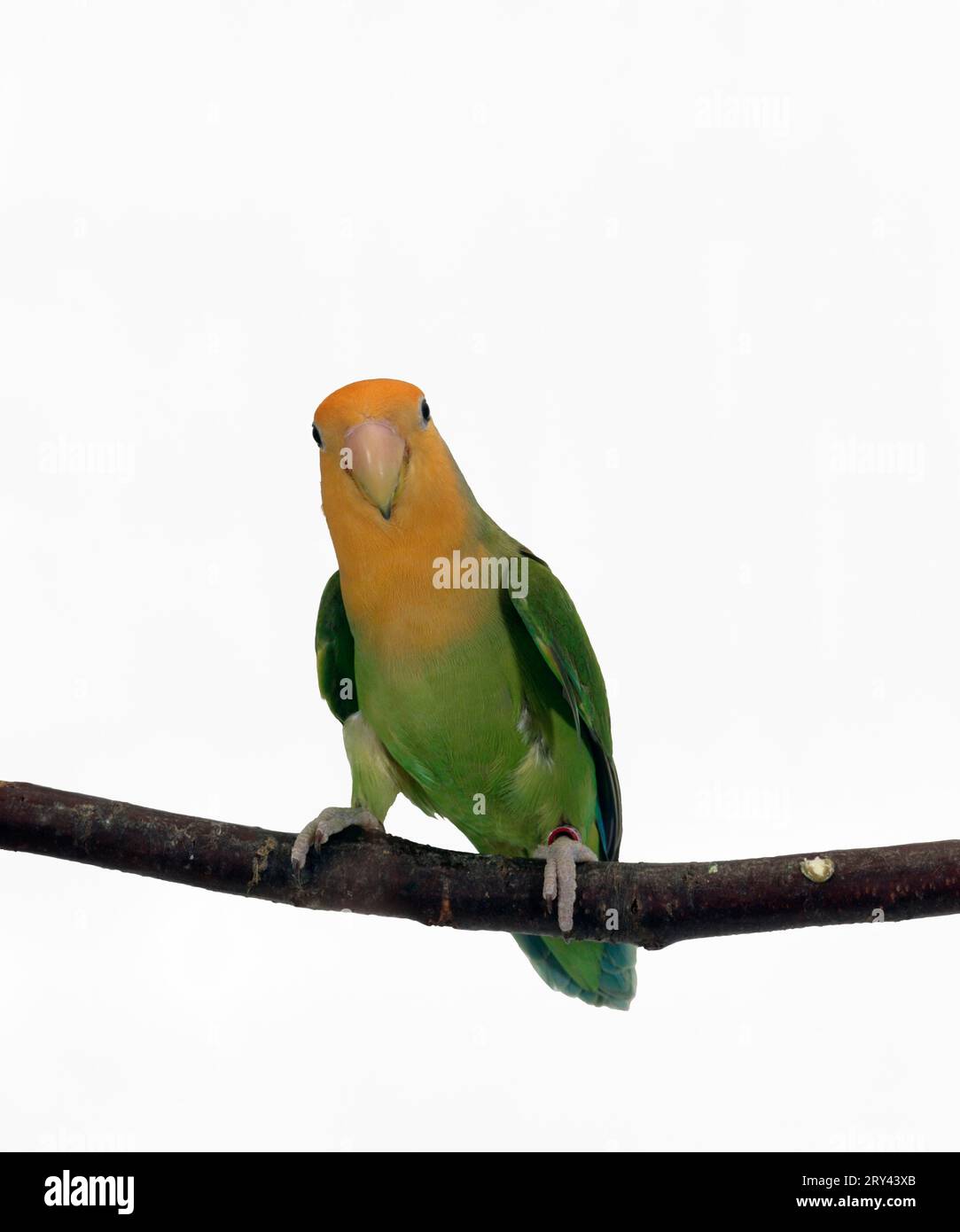 Peach-faced Lovebird (Agapornis roseicollis Stock Photo - Alamy