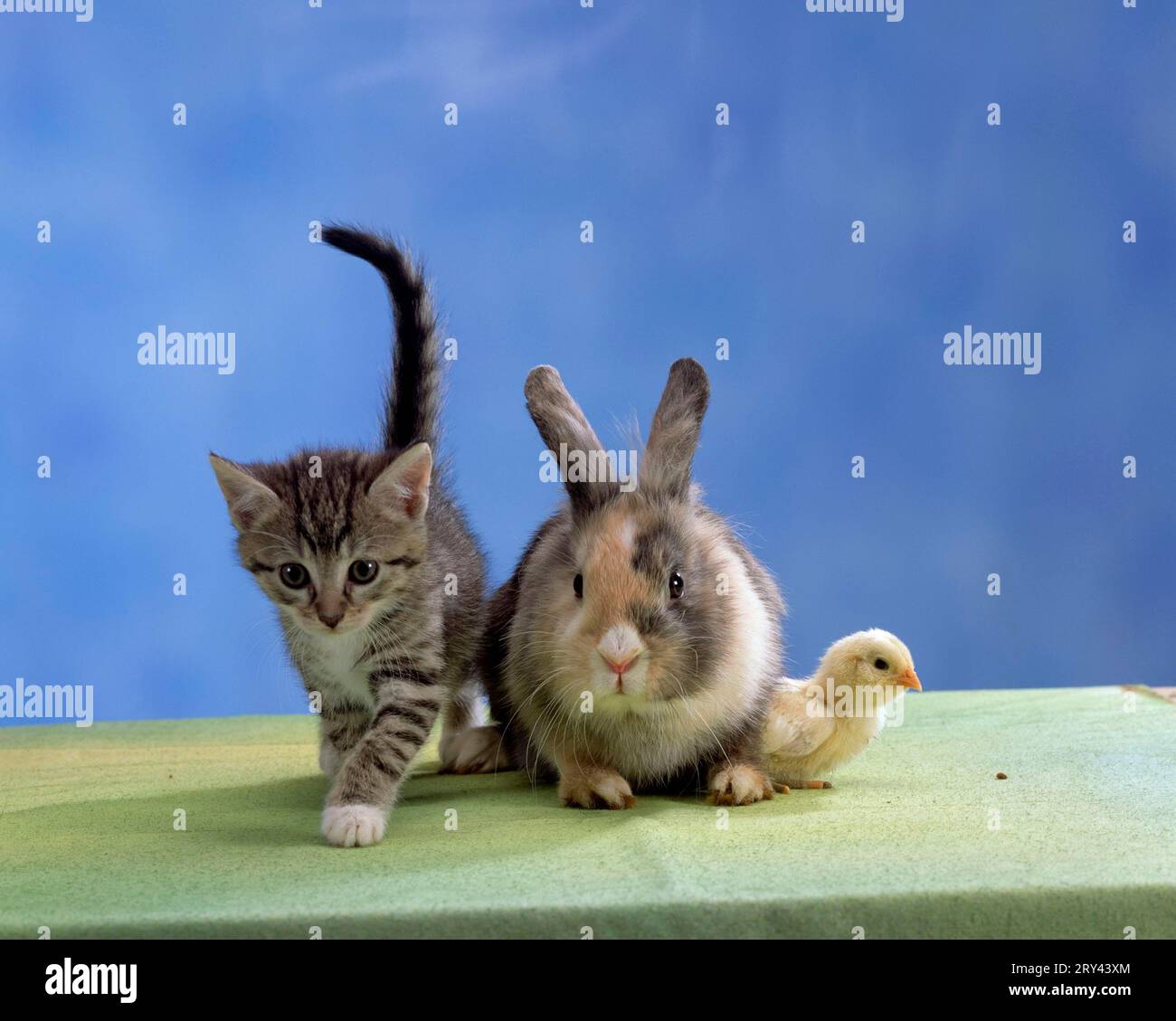 Chicks and rabbits hi-res stock photography and images - Alamy