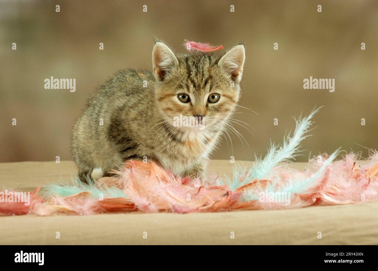 Kitten feathers hi-res stock photography and images - Alamy