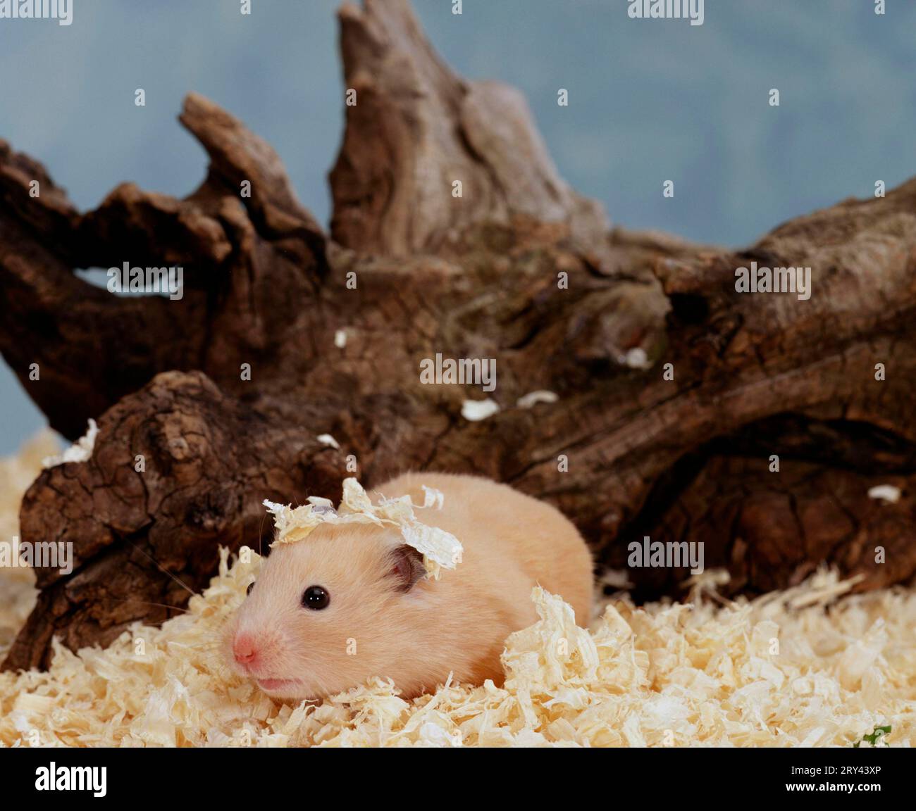 Golden hamster (Mesocricetus auratus), Golden hamster, indoor, studio ...