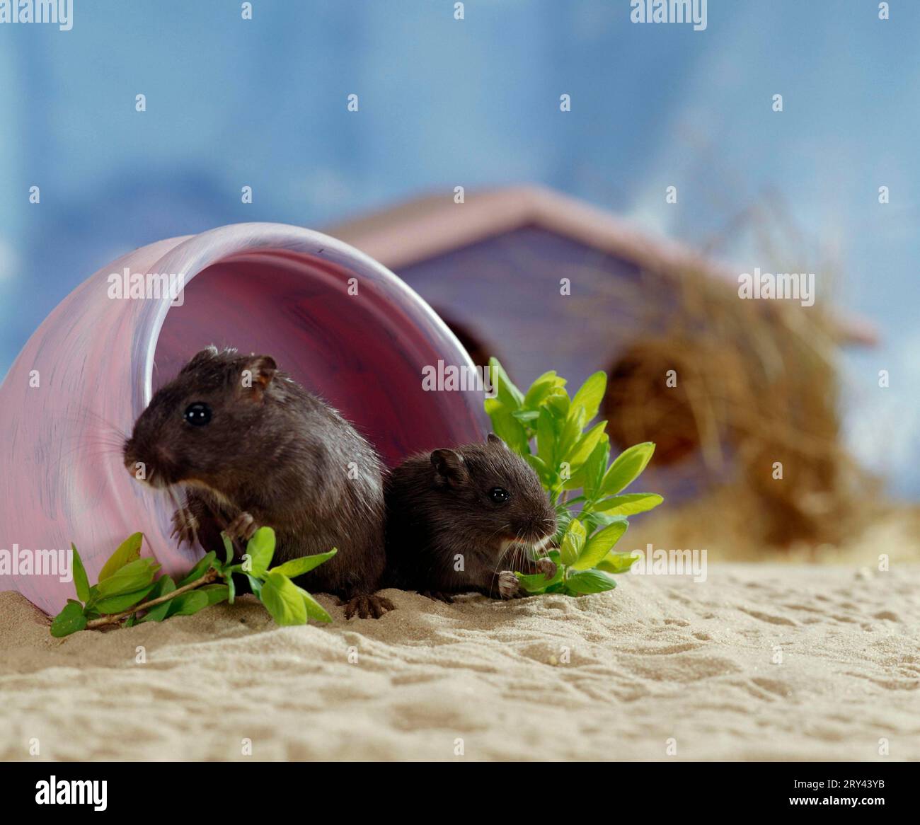 Gerbil with young, black, mongolian gerbil (Meriones unguiculatus ...
