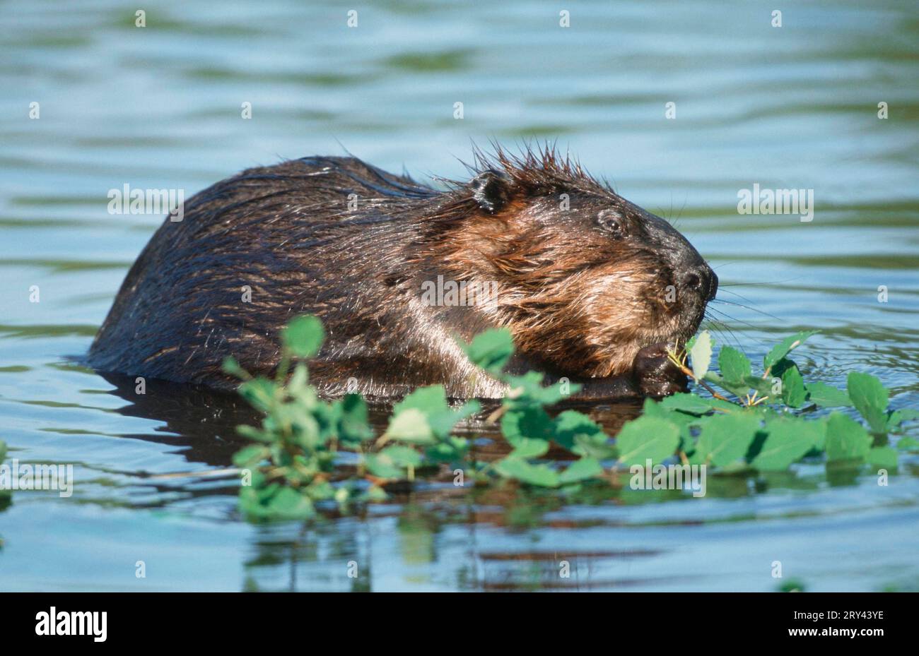Beaver (castor fibre Stock Photo - Alamy