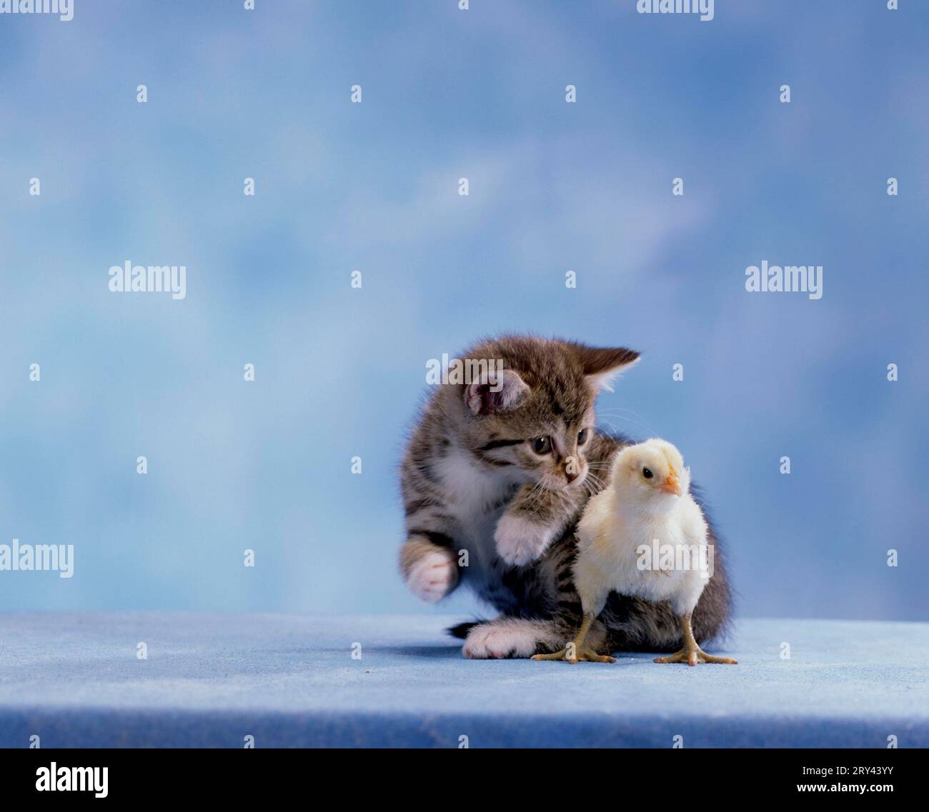 Chicken chicks and kittens, domestic chicken, domestic cat Stock Photo ...