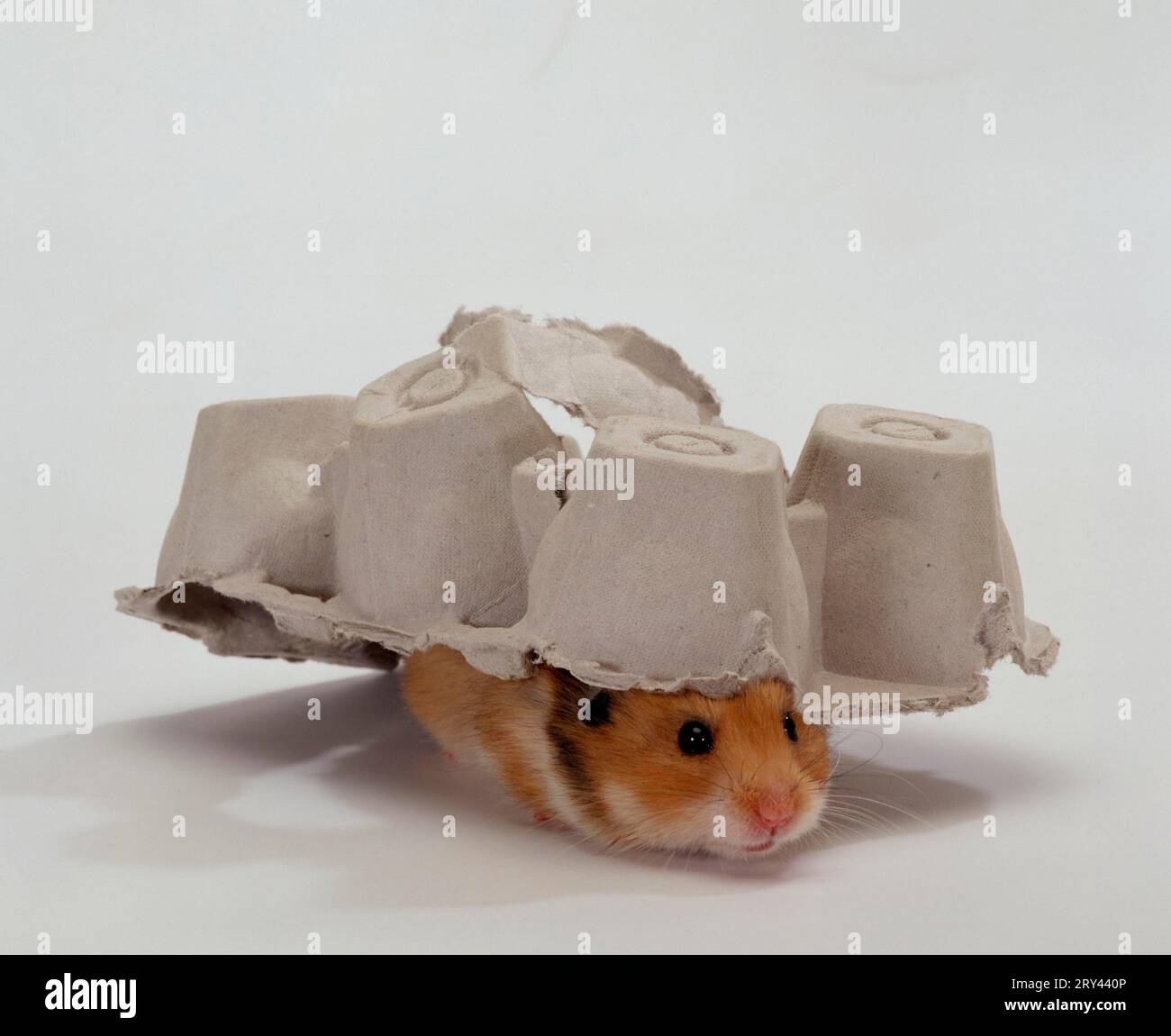 Golden hamster (Mesocricetus auratus) under egg carton, inside, studio ...