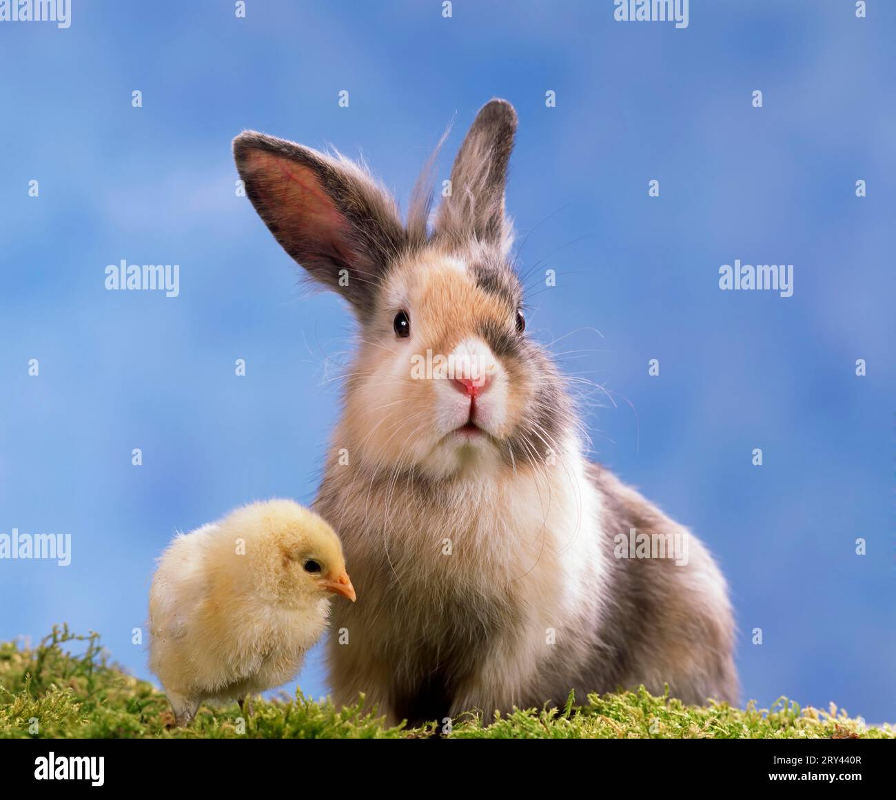 Chick and rabbit, chick and domestic rabbit, domestic chicken, domestic ...