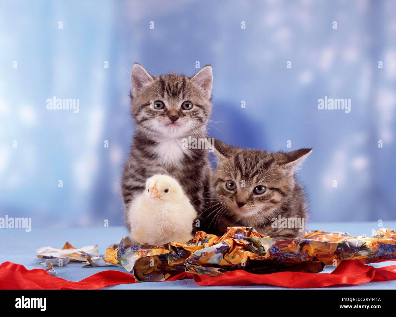 Kittens and chick of Domestic Fowl, domestic chicken chicks and kittens ...