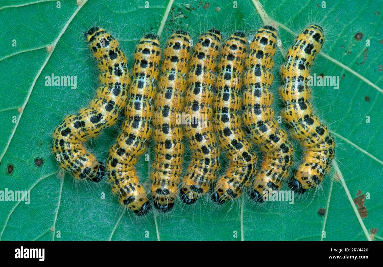 Buff-tip (Phalera bucephala) caterpillars, Lower Saxony, Germany Stock ...