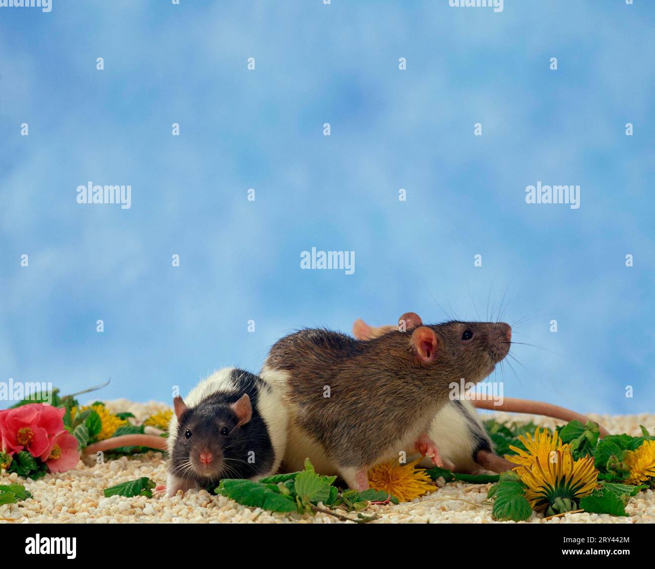 Domestic Rats, female with youngs, colour rats, female with young ...
