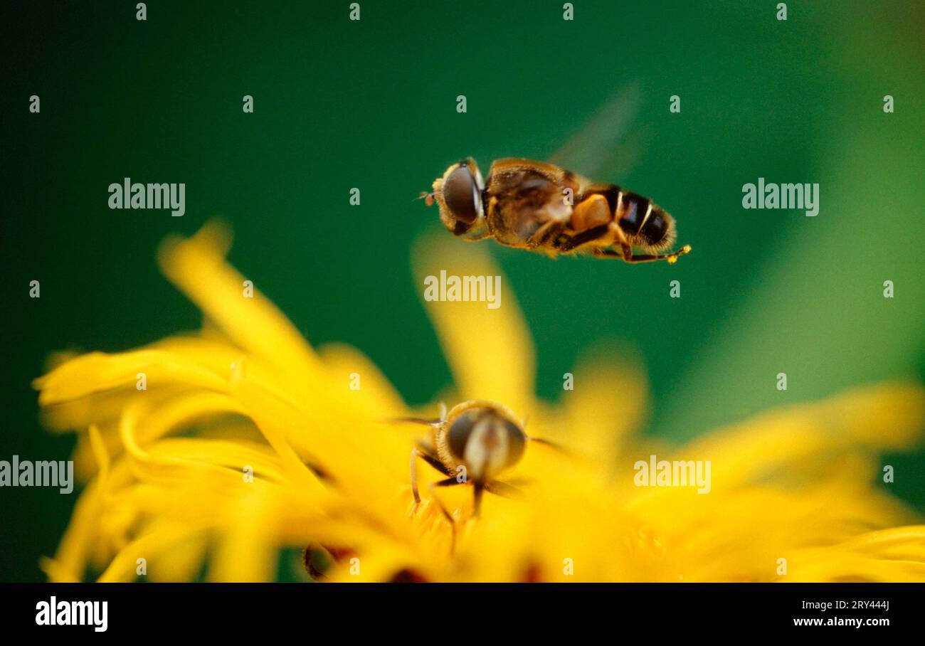 Common hover-fly, Lower Saxony, Germany (Syrphus ribesii Stock Photo ...