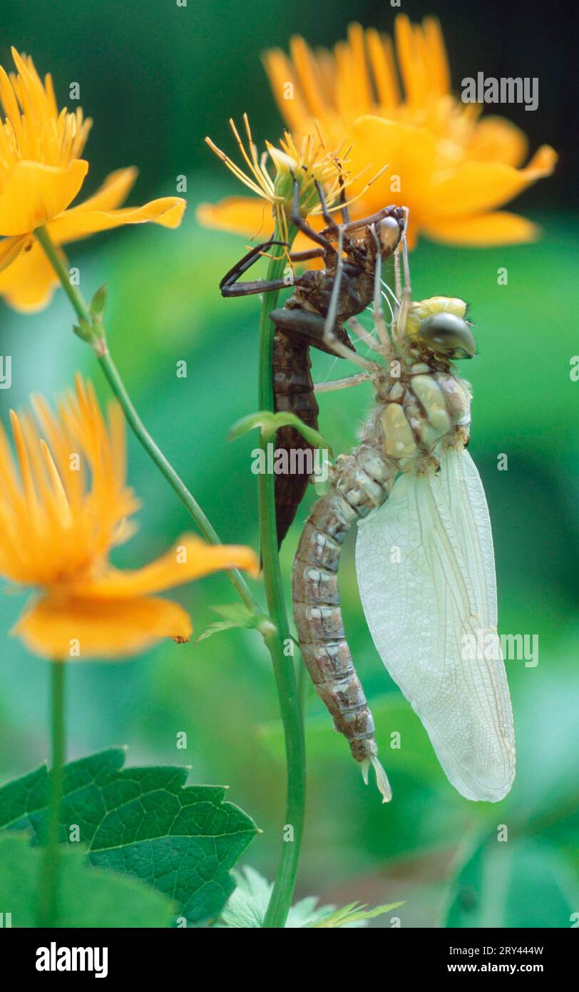 Emerging larva of Emperor Dragonfly, Lower Saxony, Deutschland (Aeshna ...