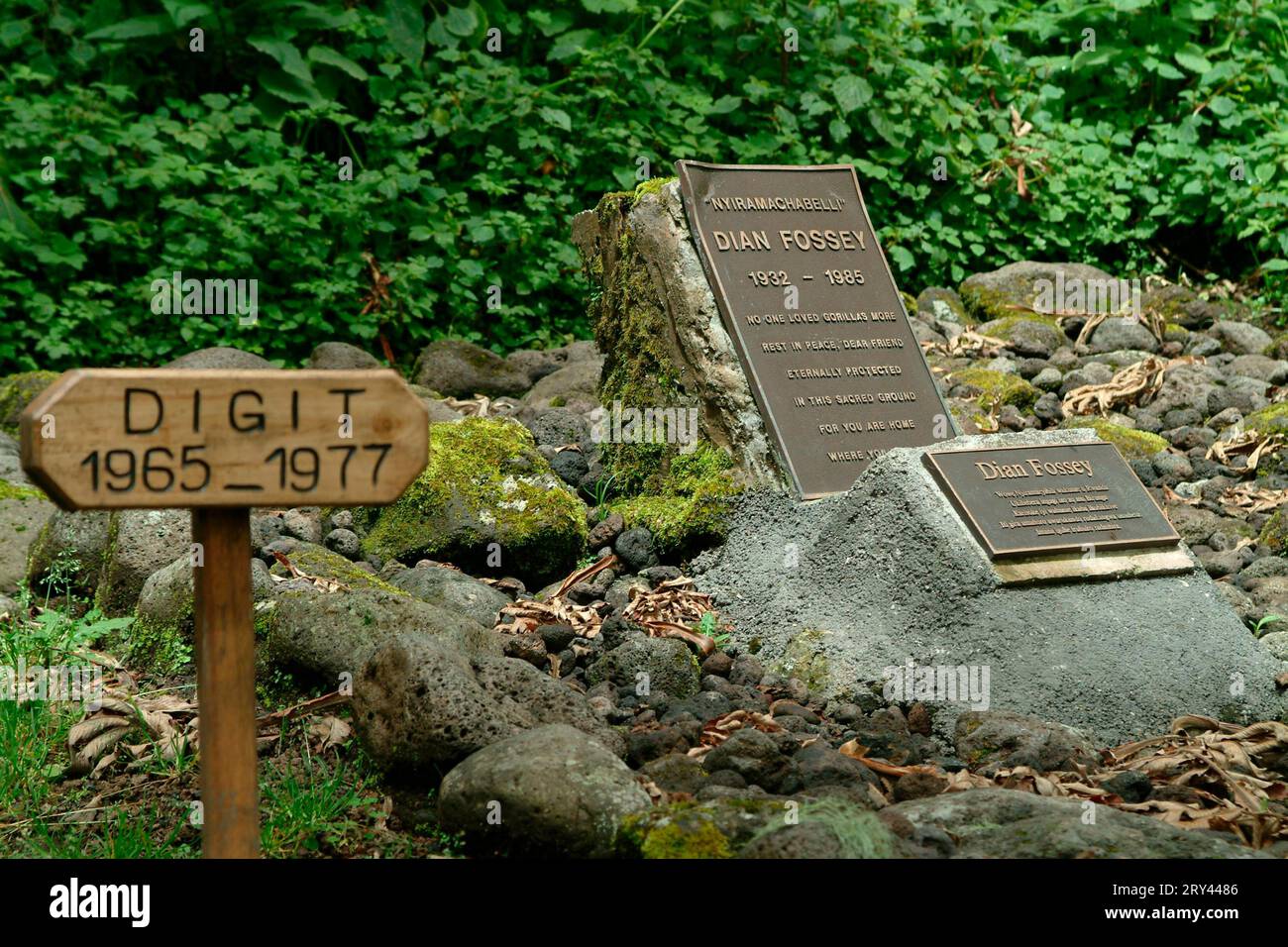 Graves of primatologist Dian Fossey and Gorilla Digit, Karisoke, Rwanda ...
