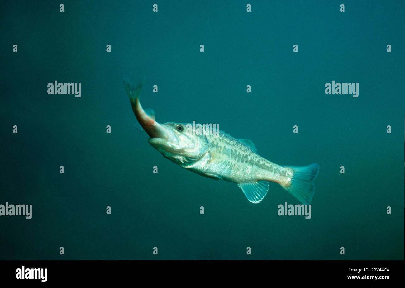 Smallmouth black bass hi-res stock photography and images - Alamy