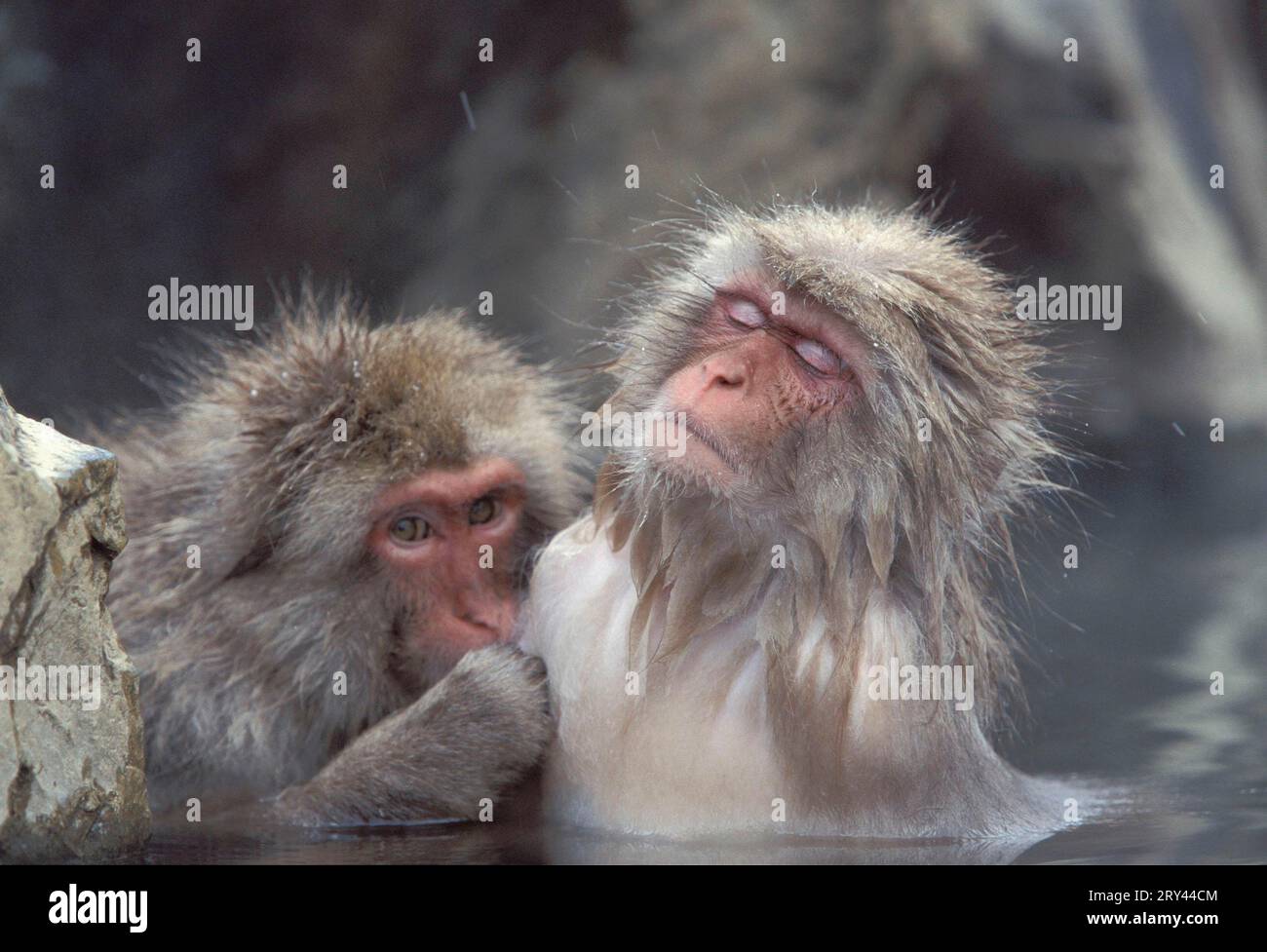 Japanese macaque (Macaca fuscata), mutual grooming in hot spring ...