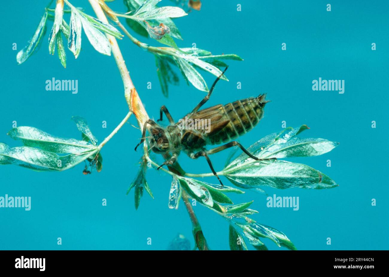 Dragonfly, larva, Italy (Cordulegaster), damselfly, larva, Northern ...