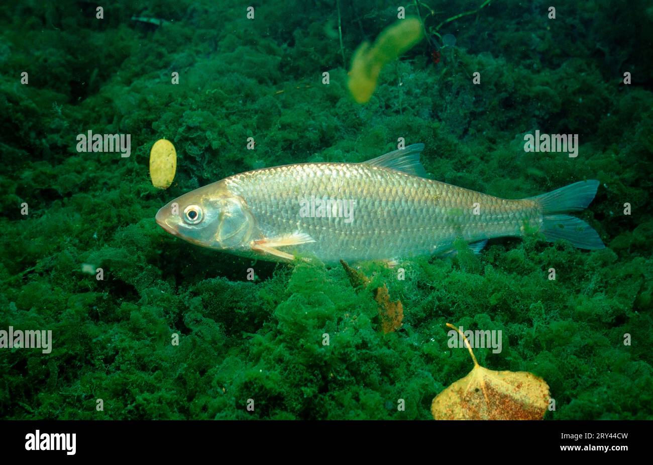 Common dace (Leuciscus leuciscus), quarry pond, lateral, Germany Stock ...