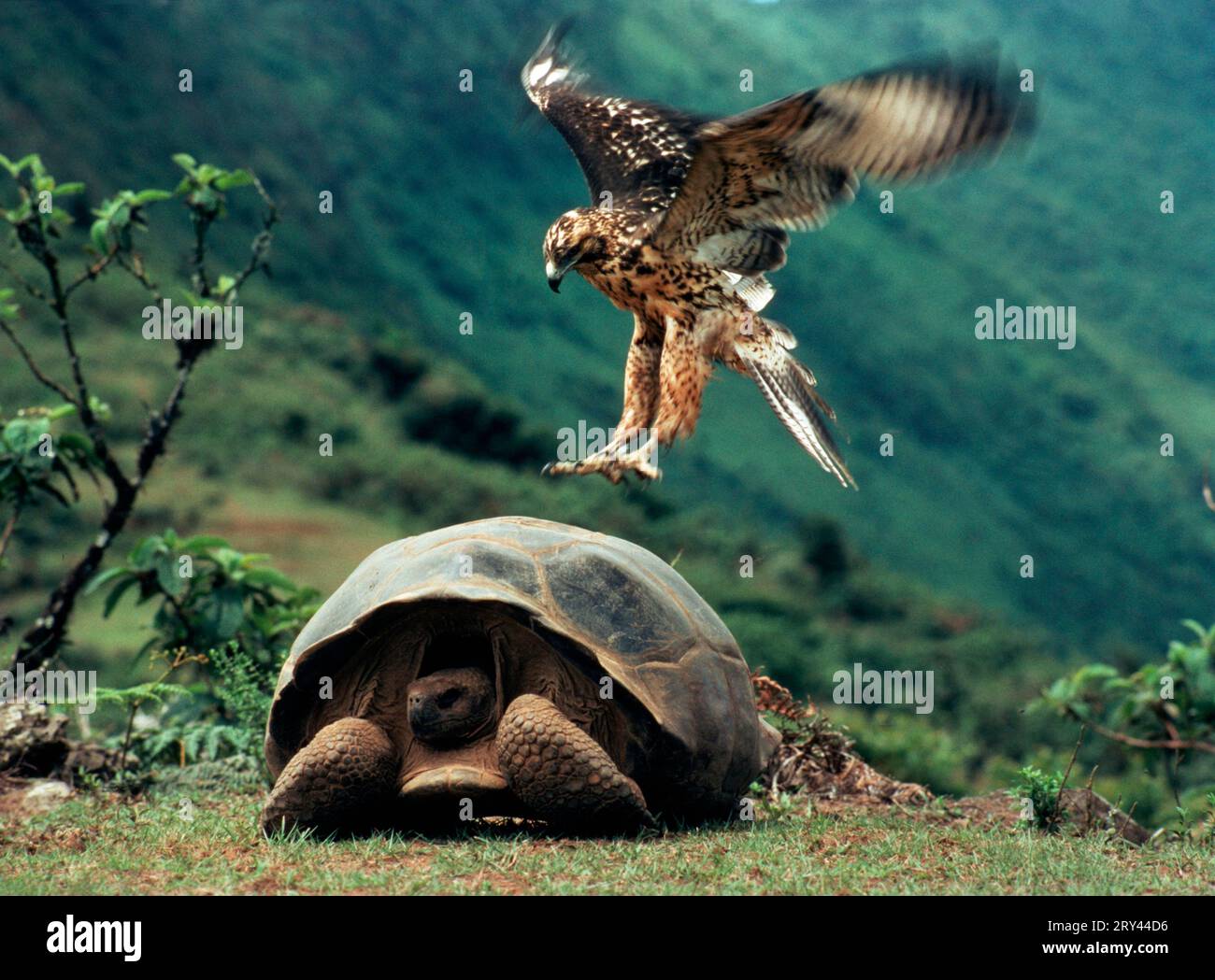 Galapagos buzzard lands on Galapagos giant tortoise, Alcedo volcano ...