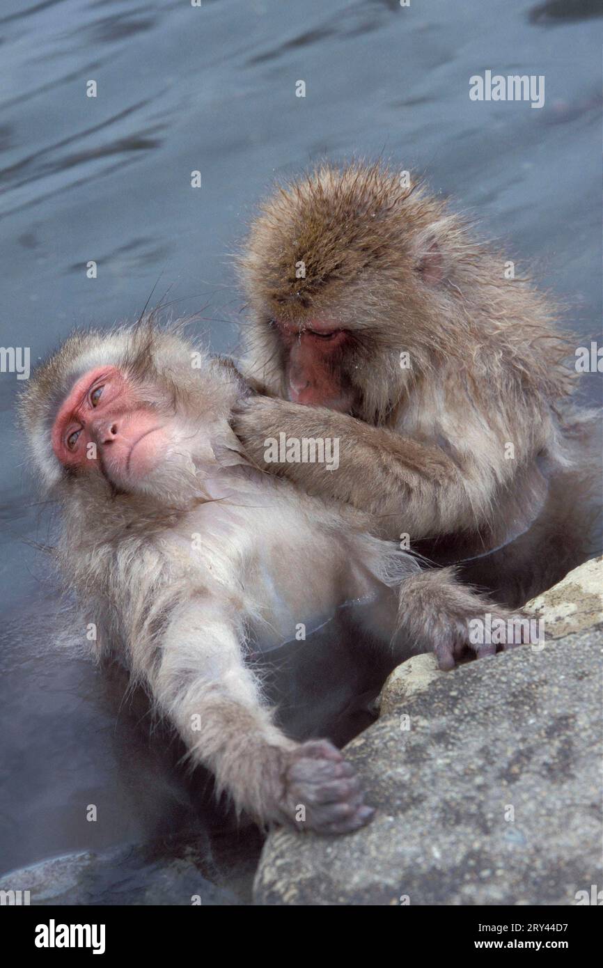 Japanese macaque (Macaca fuscata), mutual grooming in hot spring ...