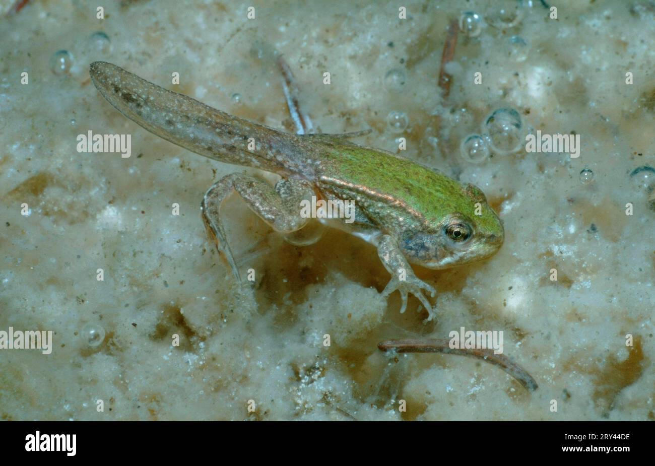 Young Edible Frog, Austria (Rana esculenta), water frog, juvenile in the transformation phase ...