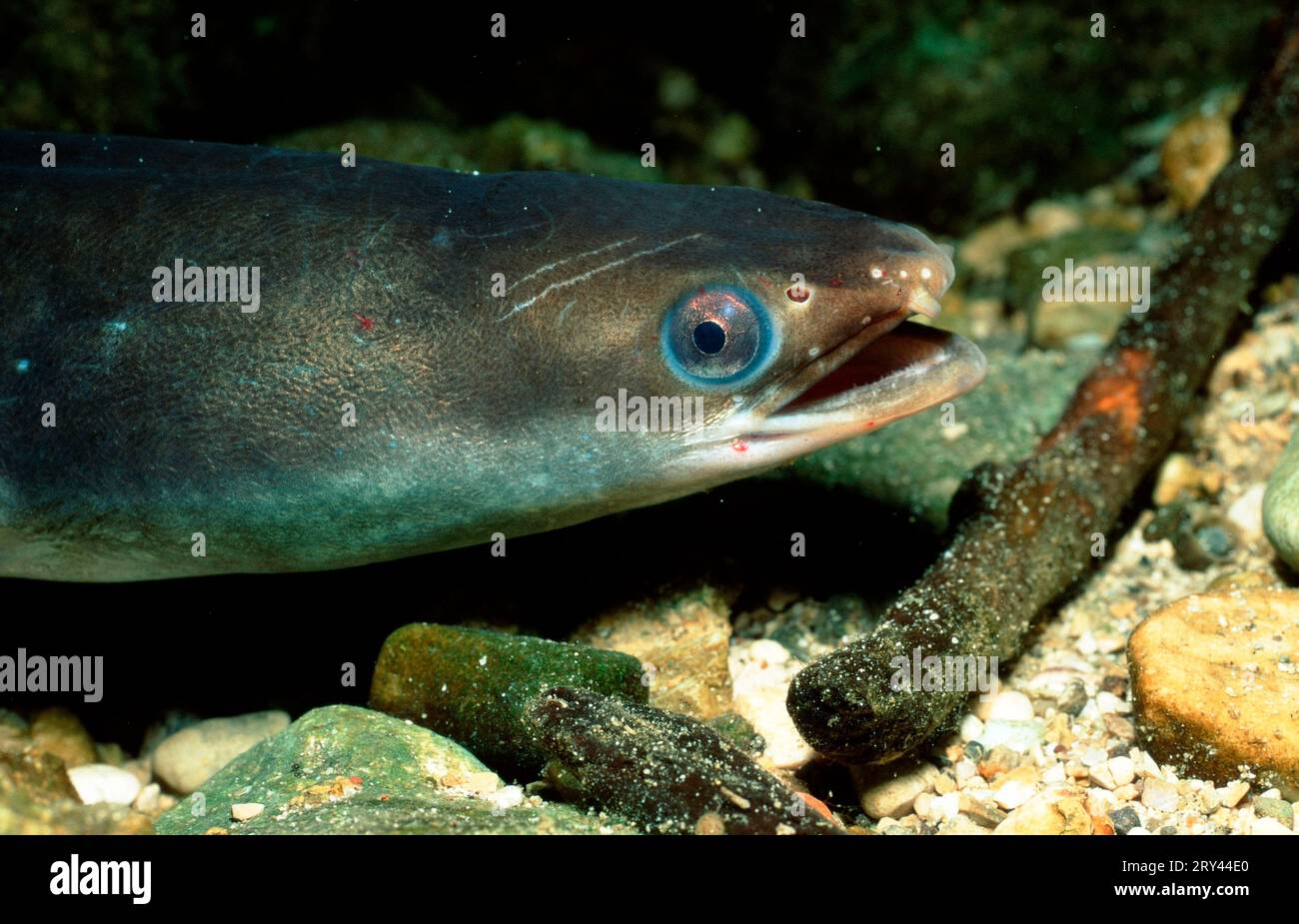 Japanese eel underwater hi-res stock photography and images - Alamy