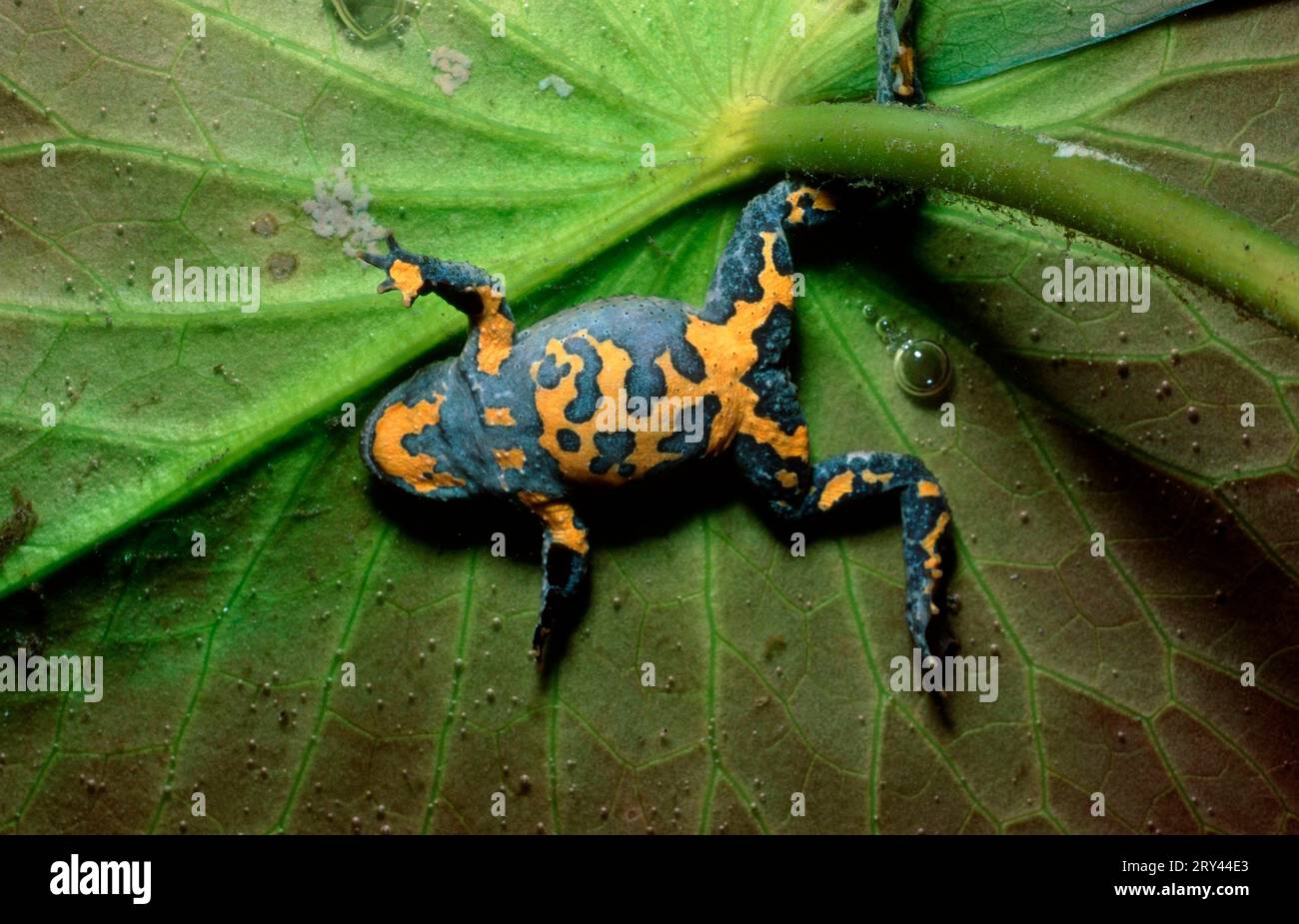 Yellow-bellied Toad, Austria, Yellow-bellied toad (Bombina variegata ...