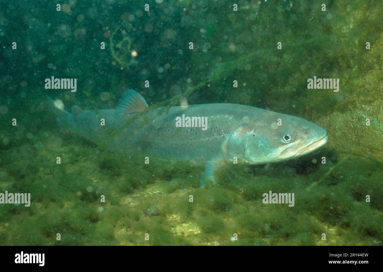 Danube Salmon, Danube salmon (Hucho hucho), Donau, Bayern, Andere Tiere ...