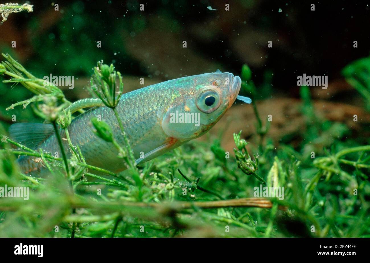 Beli fish hi-res stock photography and images - Alamy