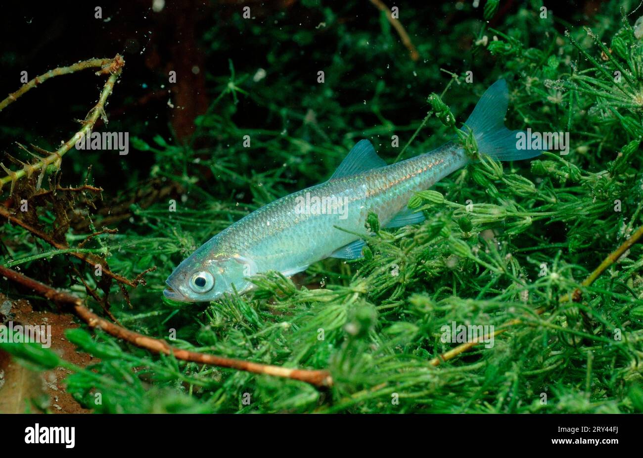 Belica, belica (Leucaspius delineatus), Waldteich, Bavaria, Other ...