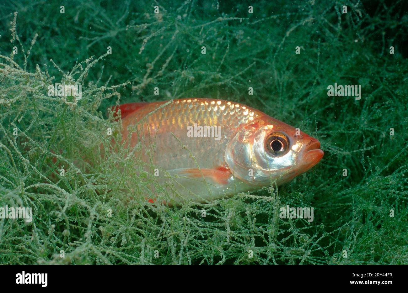 Common rudd, Baden-Wuerttemberg, Goldploetze (color variant of the rudd ...