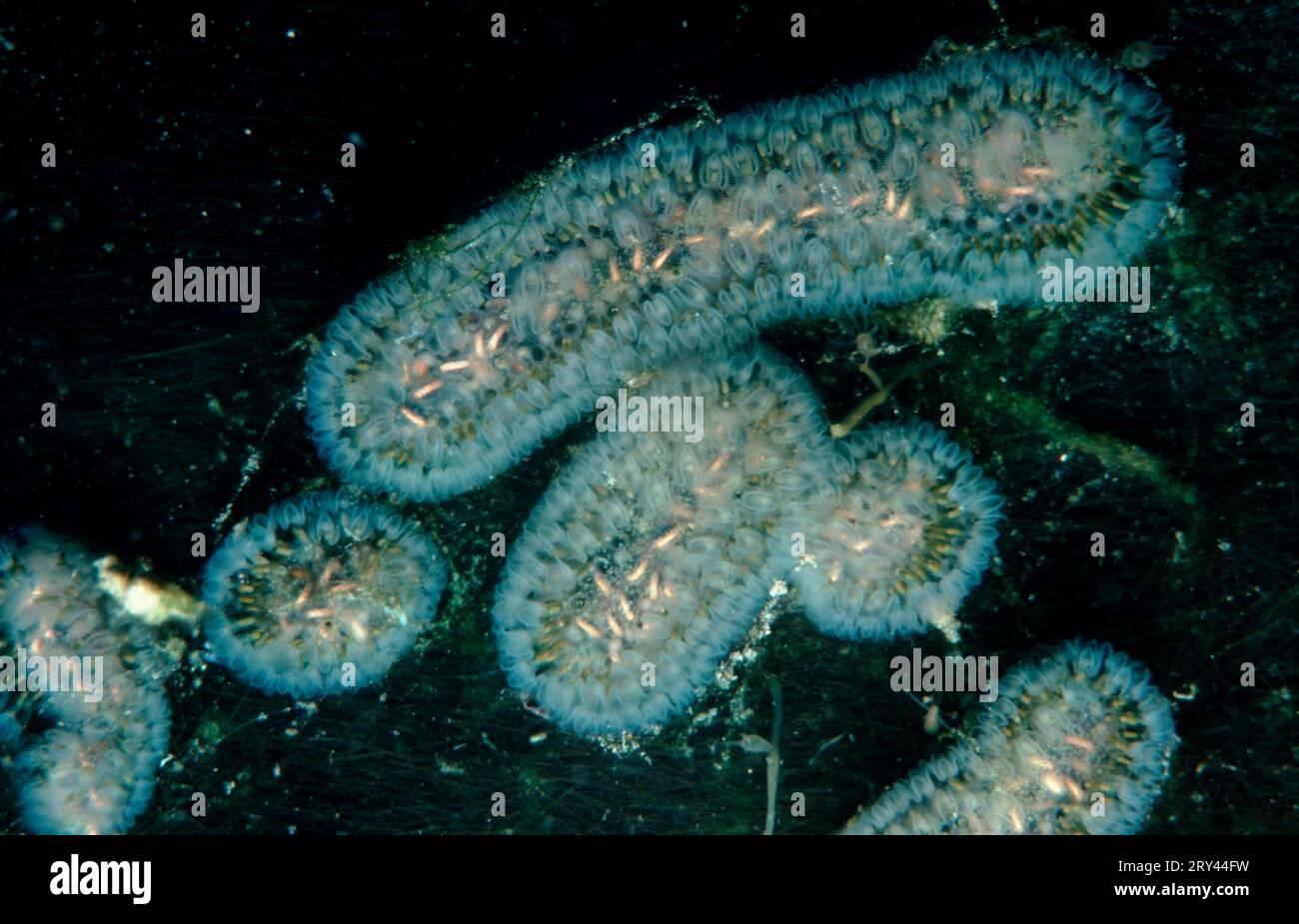 Moss Animals, Baden-Wuerttemberg (Plumatella fruticosa), Moss Animals ...